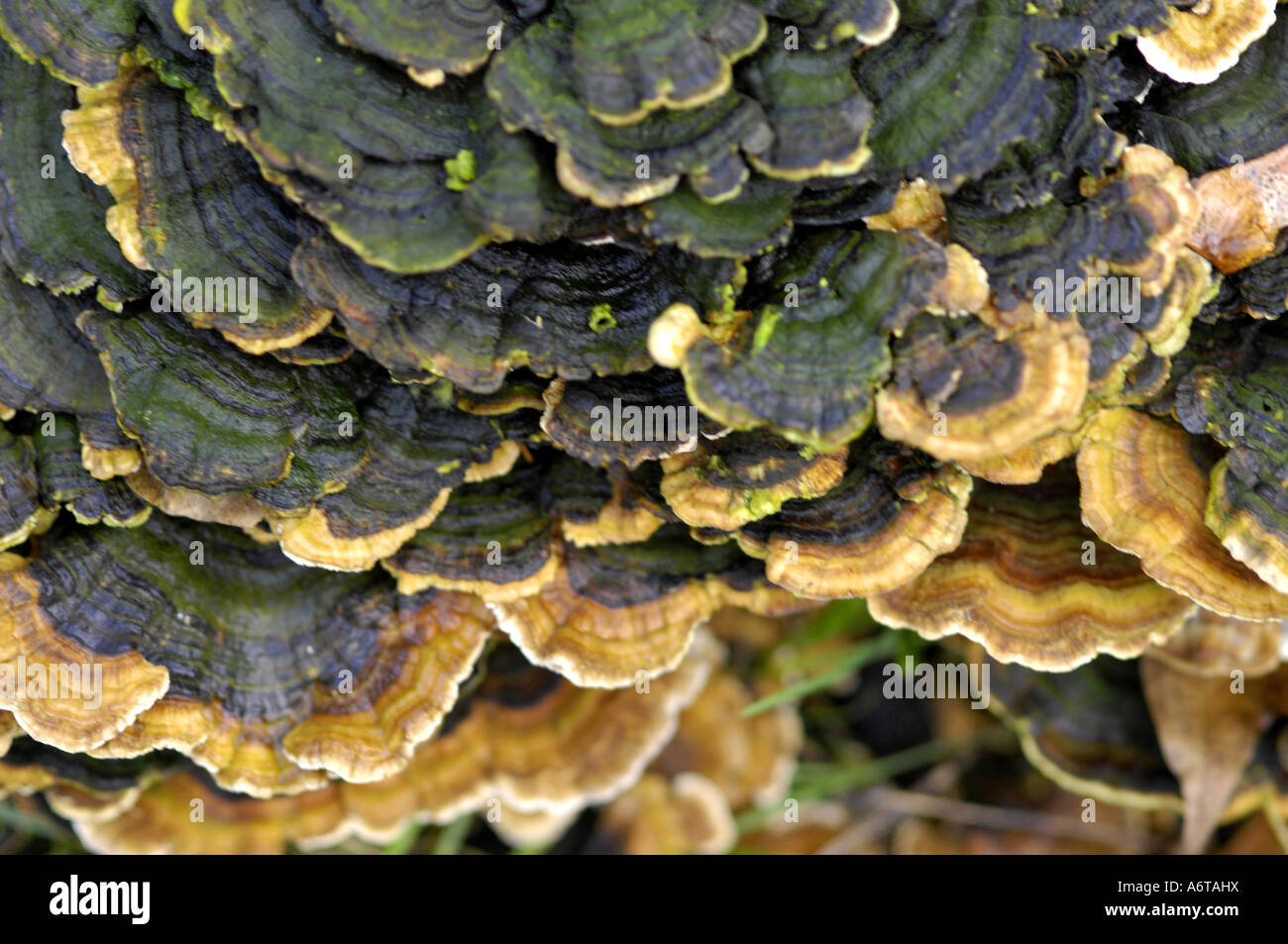 fungus fungi tree plant organic detail close up macro horizontal colour ...