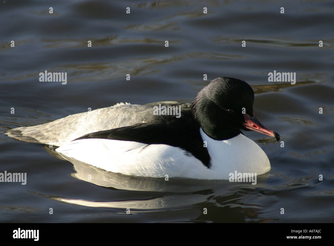 Mersehead Rspb Reserve High Resolution Stock Photography and Images - Alamy