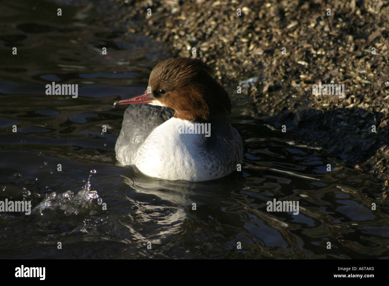 Mersehead Rspb Reserve High Resolution Stock Photography and Images - Alamy