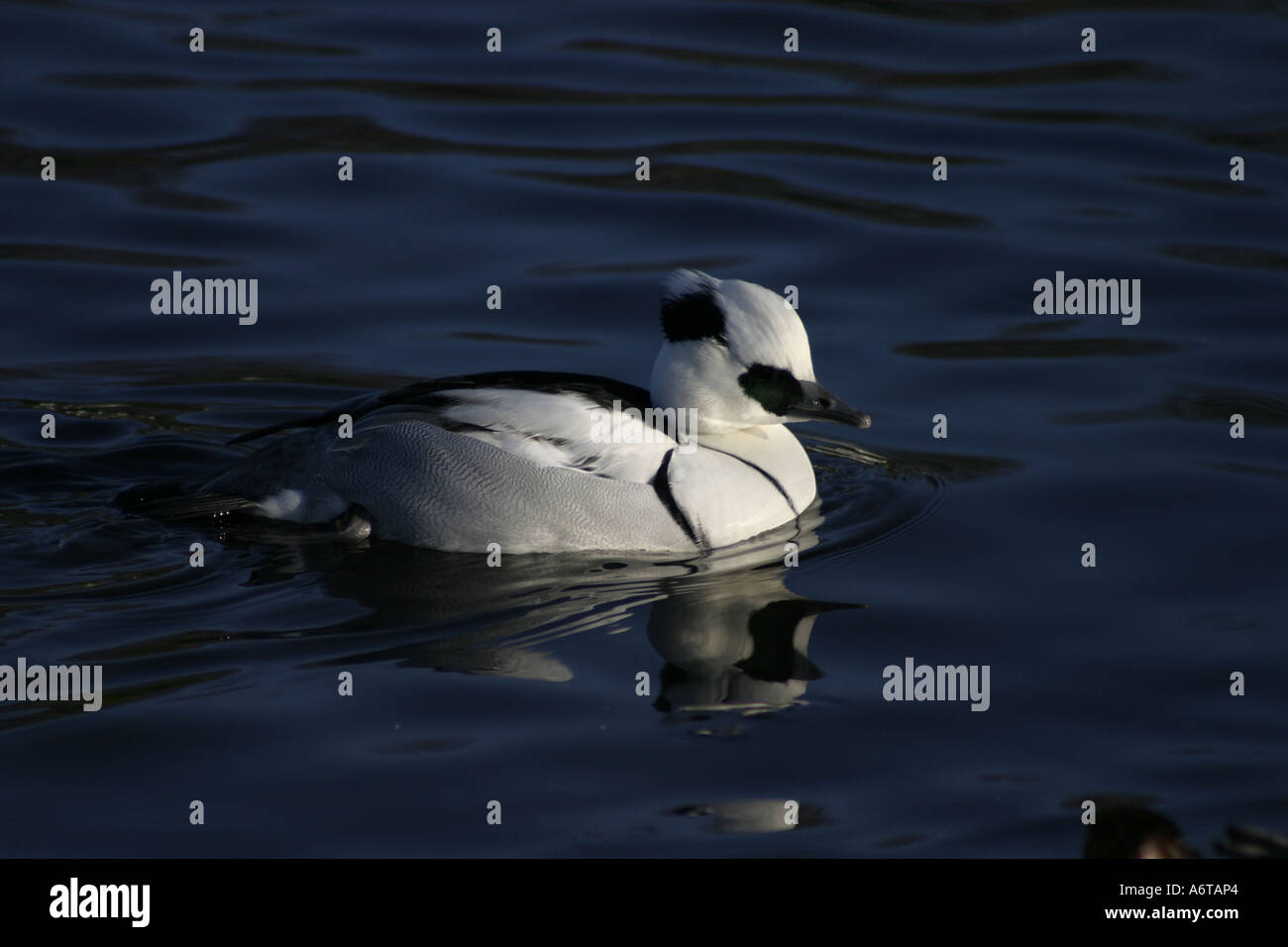 Mersehead rspb reserve hi-res stock photography and images - Alamy