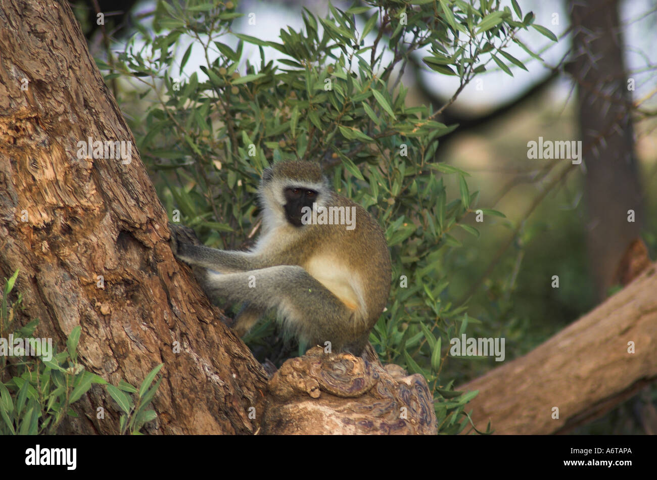 Vervet (cercopithecus aethiops) Kenya Stock Photo - Alamy