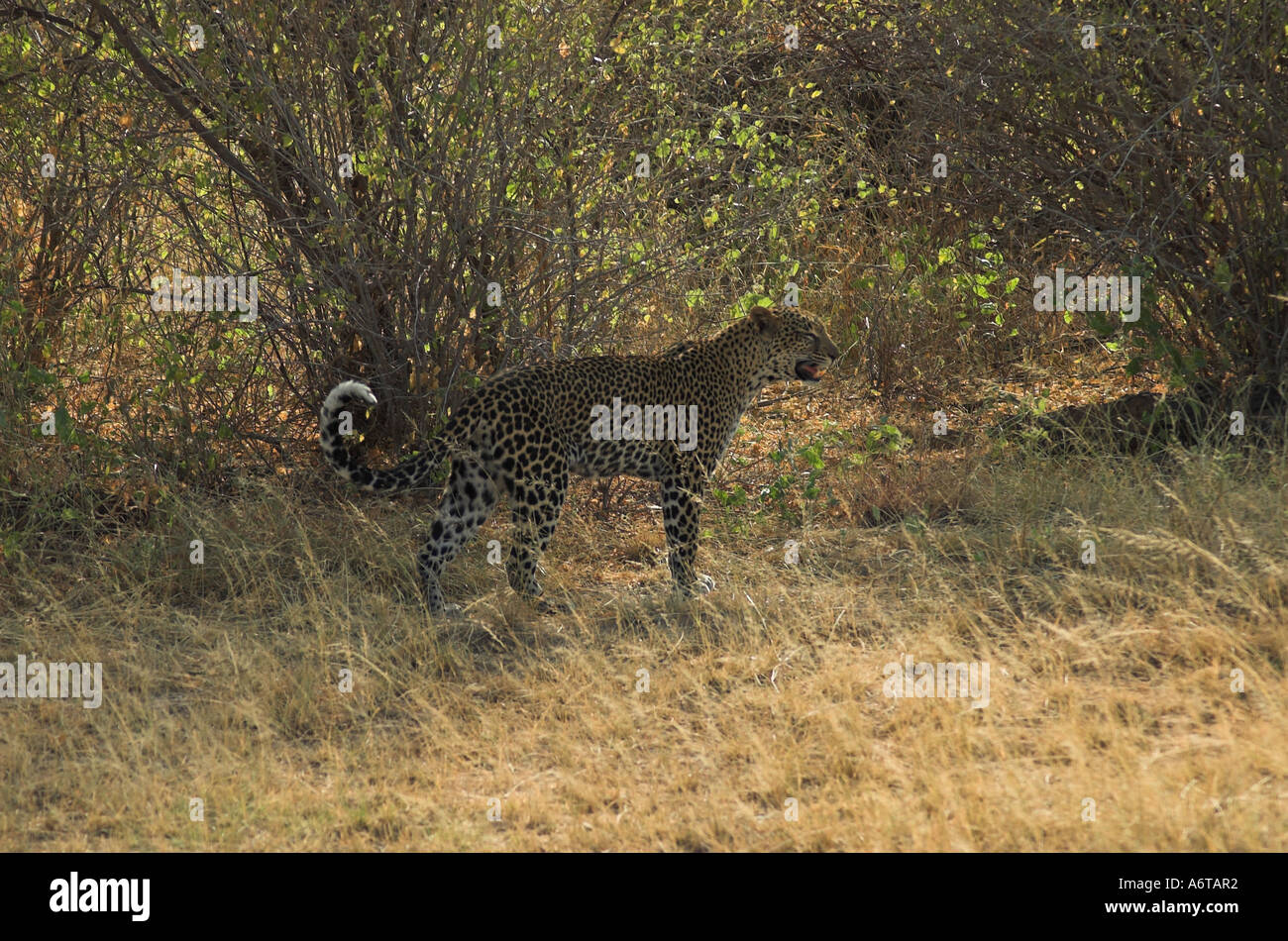 Woodland predators hi-res stock photography and images - Alamy