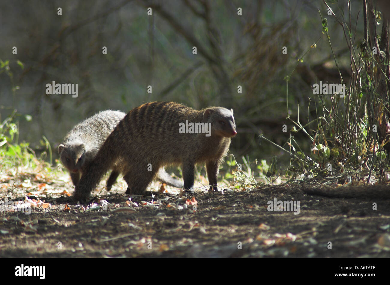 Banded mongoose foraging hi-res stock photography and images - Alamy