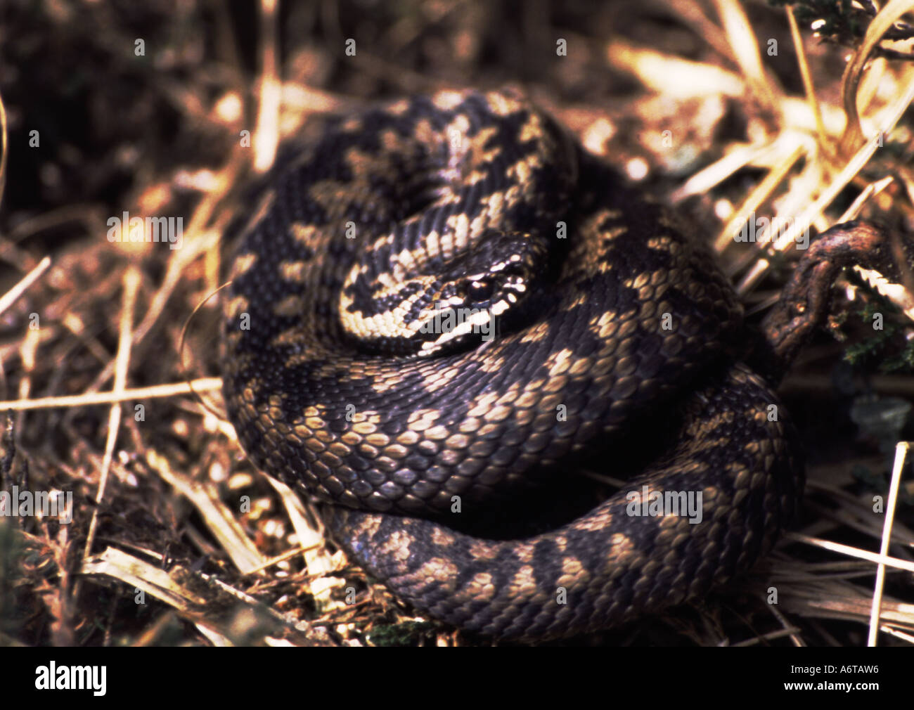 Dead adder hi-res stock photography and images - Alamy