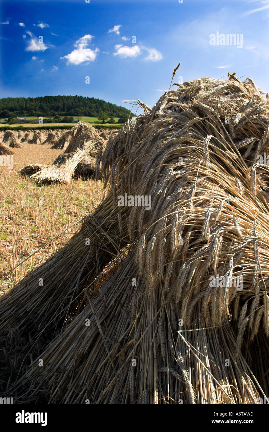 The old fashioned way of wheat bushels in a field in mid Devon Stock ...