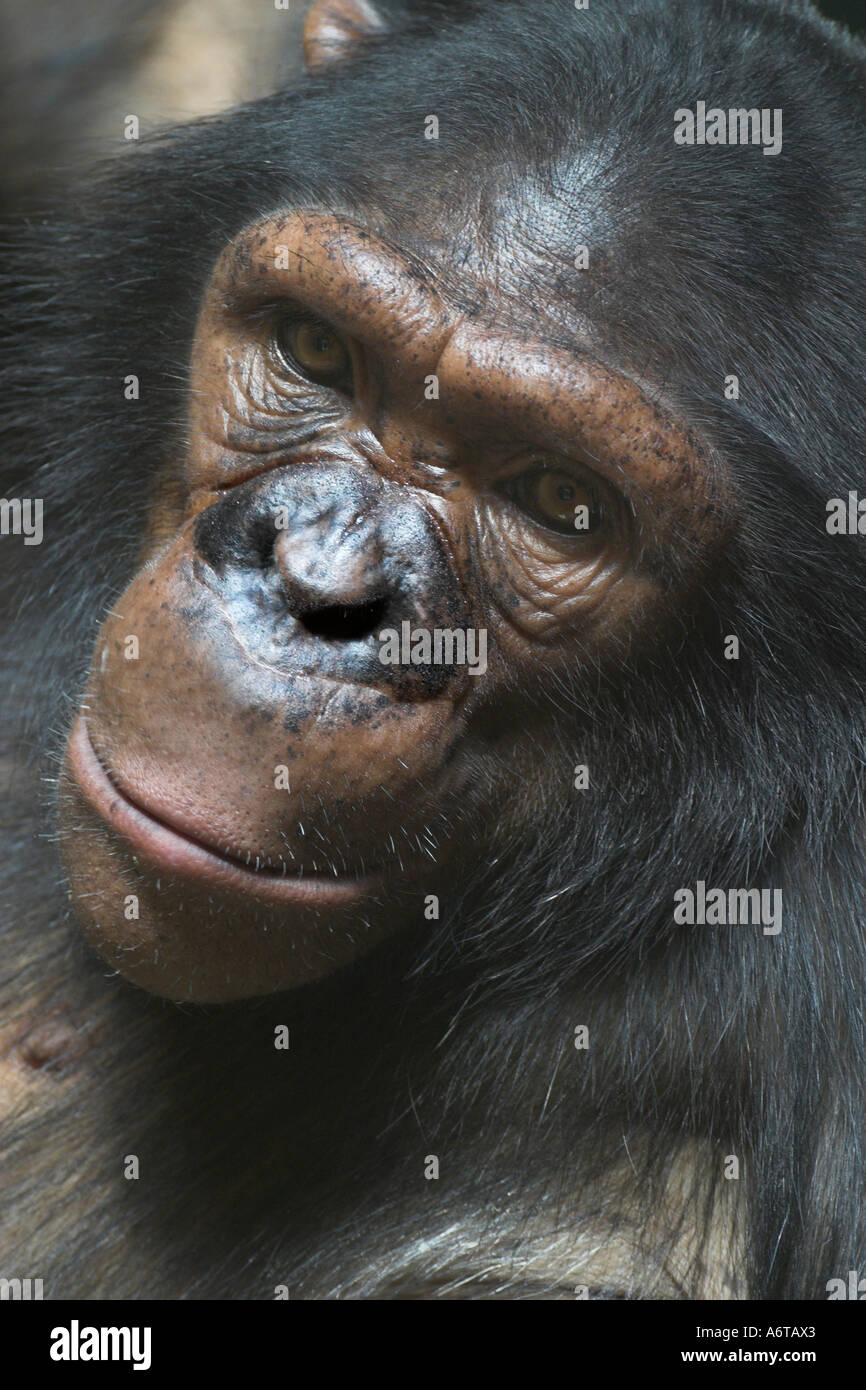 Chimpanzee tea party hi-res stock photography and images - Alamy