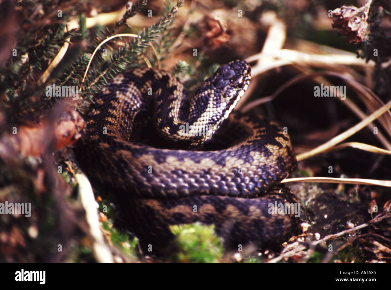 Adder bite hi-res stock photography and images - Alamy