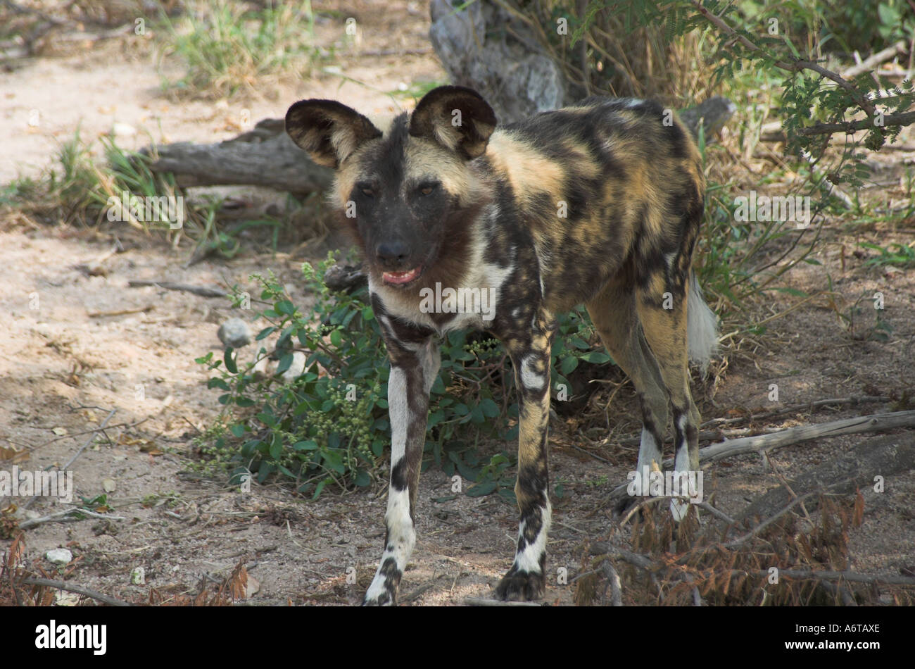 Endangered african hunting dog hi-res stock photography and images - Alamy
