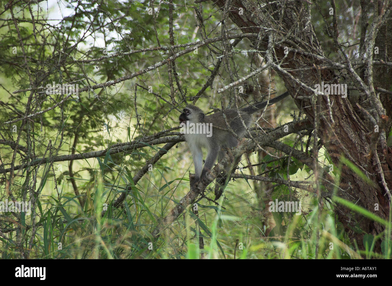 Vervet (cercopithecus aethiops) South Africa Stock Photo - Alamy
