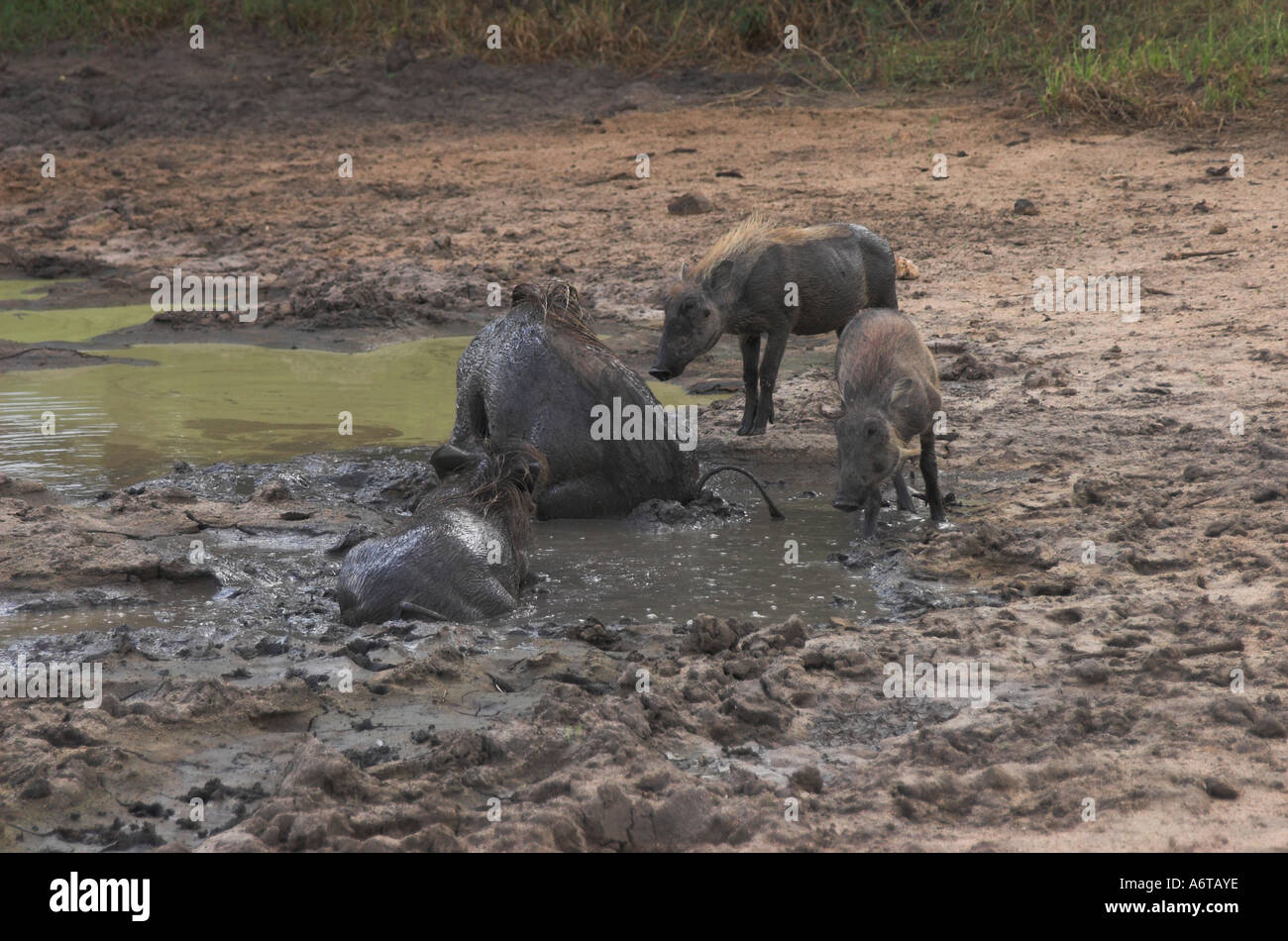 Common Warthog wallowing in mud South Africa Stock Photo - Alamy