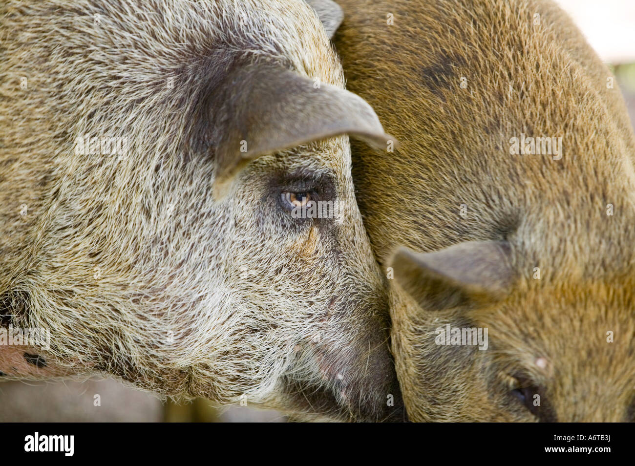 Pigs being reared on Funafuti, Tuvalu Stock Photo - Alamy