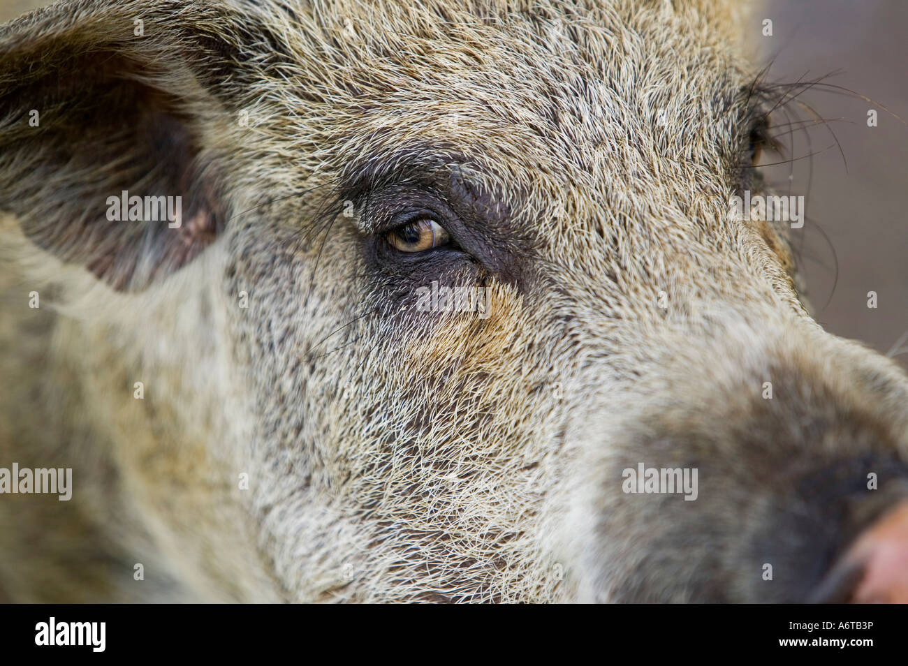 Pigs being reared on Funafuti, Tuvalu Stock Photo - Alamy