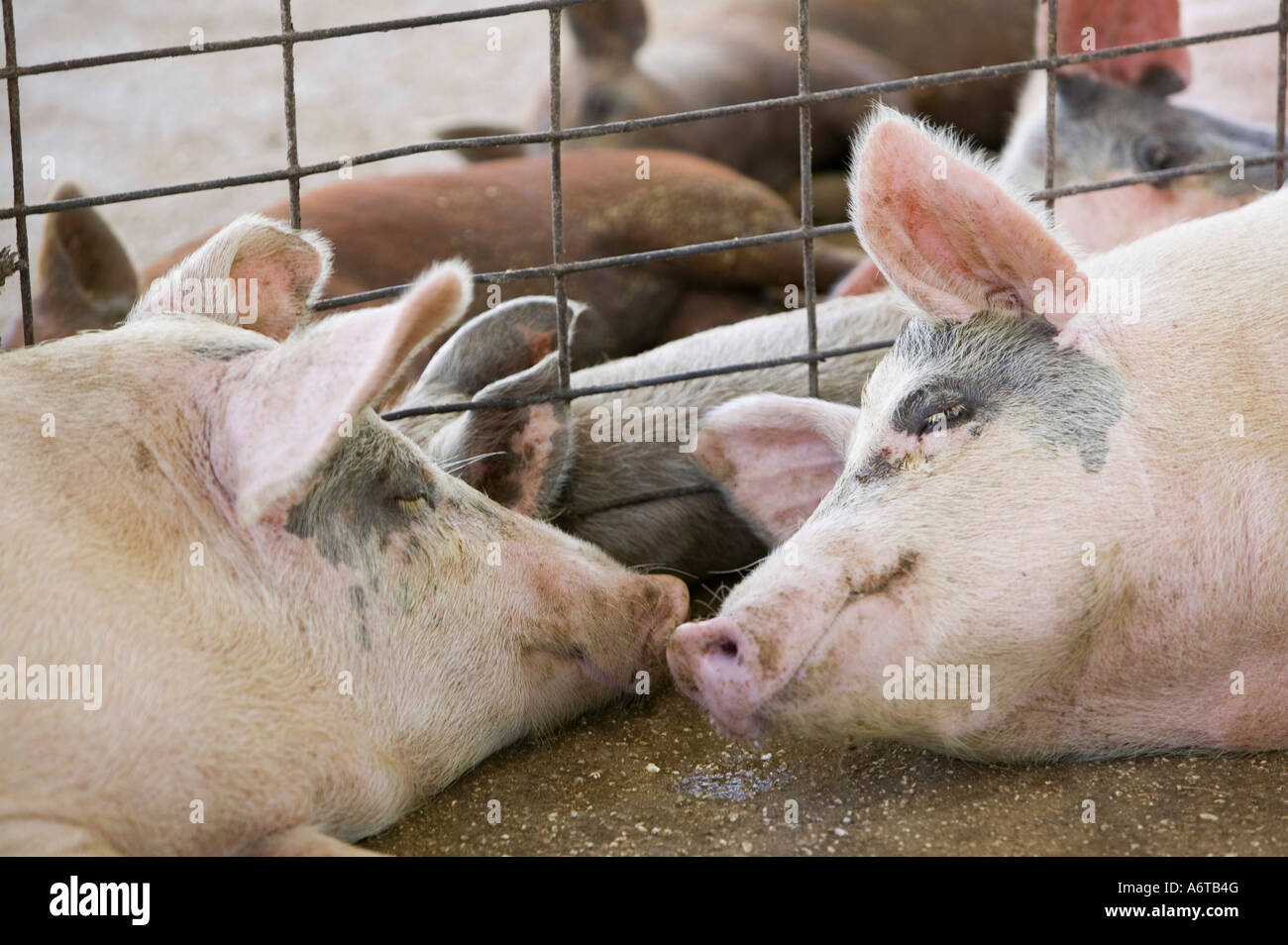 Pigs being reared on Funafuti, Tuvalu Stock Photo - Alamy