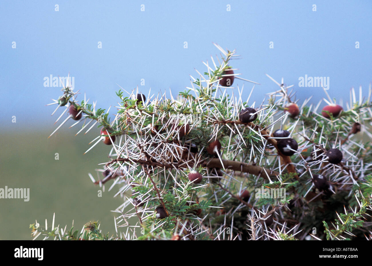 KENYA AFRICA Whistling Thorn Acacia tree lives in symbiotic ...