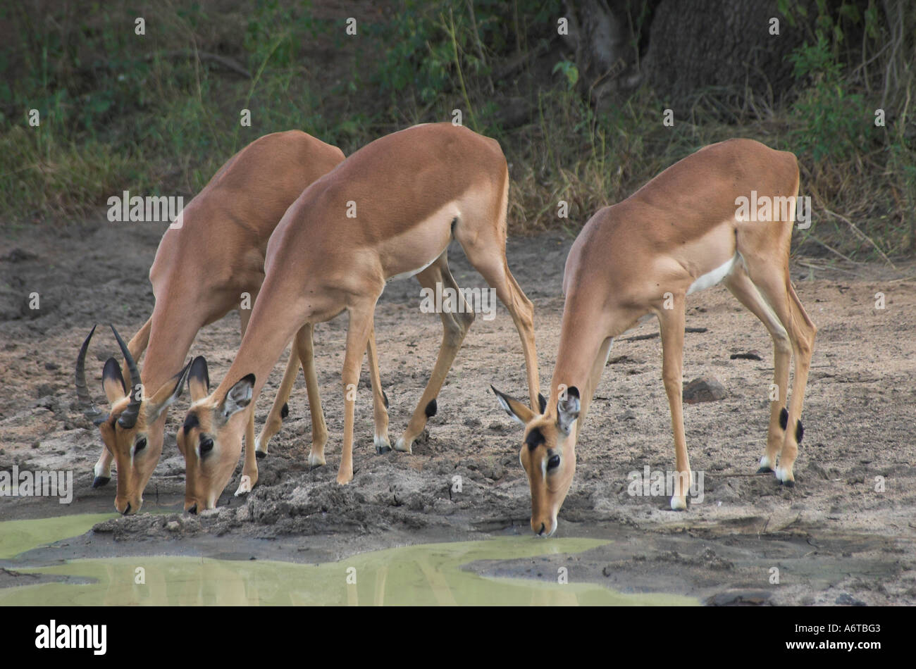 IMPALA aepyceros melampus Stock Photo - Alamy