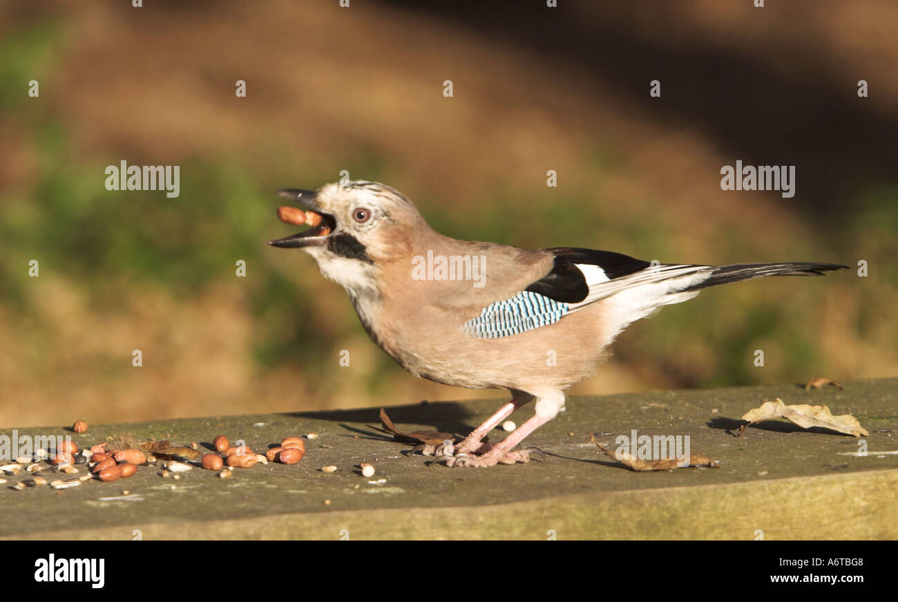 English bird feather hi-res stock photography and images - Alamy