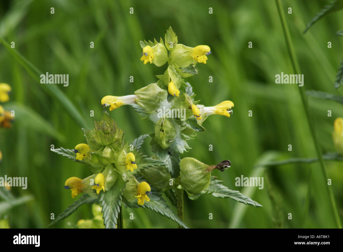 Yellow Rattle, Rhinanthus minor, is a wildflower of meadows and ...