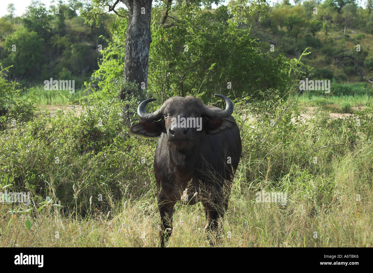 African Buffalo (syncerus caffer caffer) South Africa Stock Photo - Alamy African Buffalo (syncerus caffer caffer) South Africa Stock Photo - Alamy