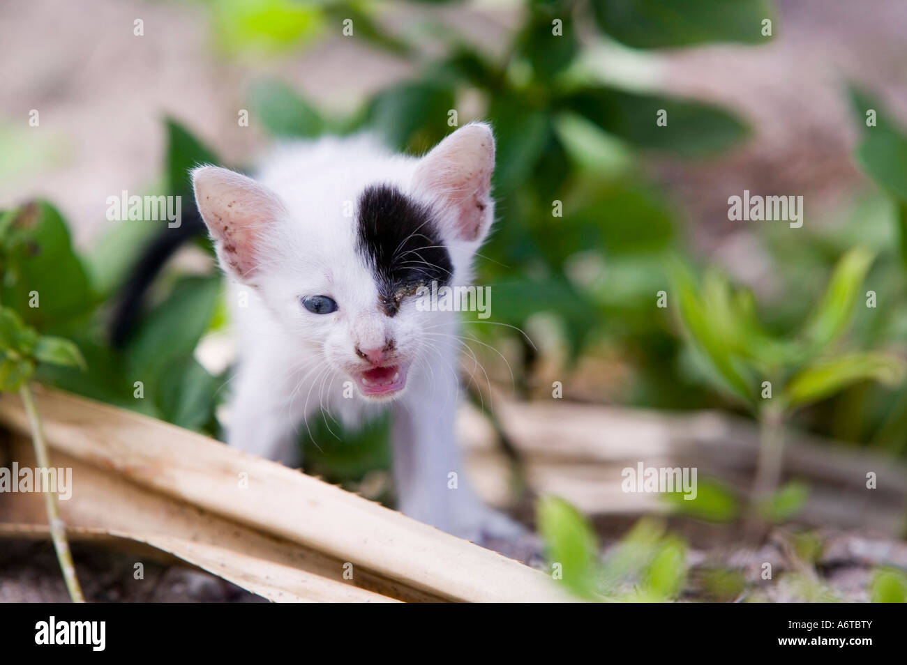 A feral kitten on Funafuti, Tuvalu Stock Photo - Alamy