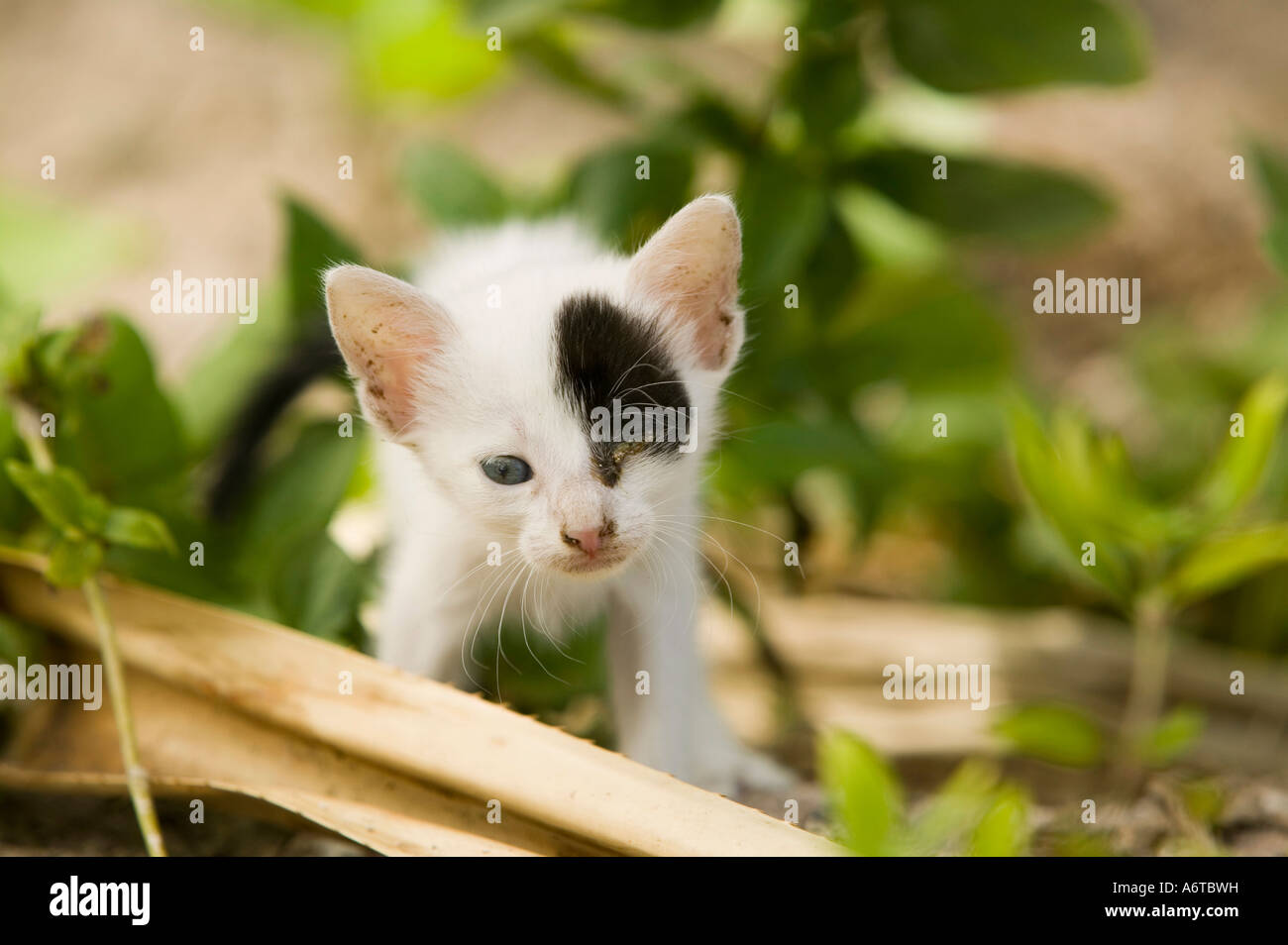 a Feral kitten on Funafuti, Tuvalu Stock Photo - Alamy