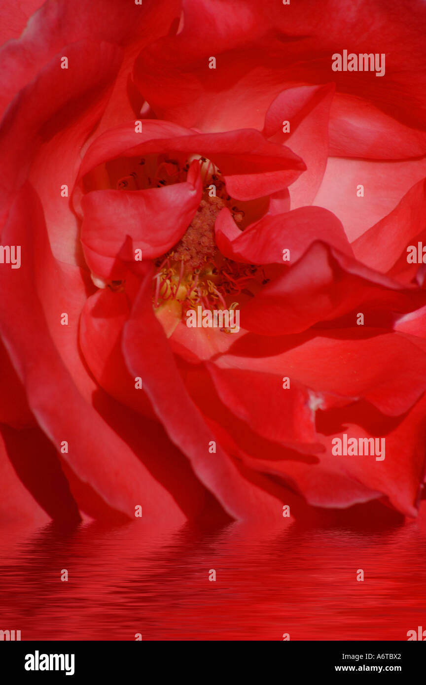 Red tose hi-res stock photography and images - Alamy