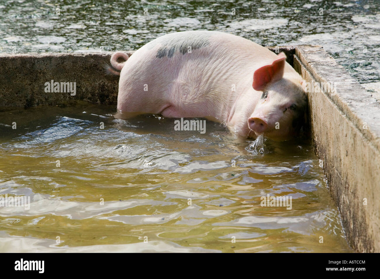 A pig is flooded out at high tide on Funafuti, Tuvalu by global sea ...