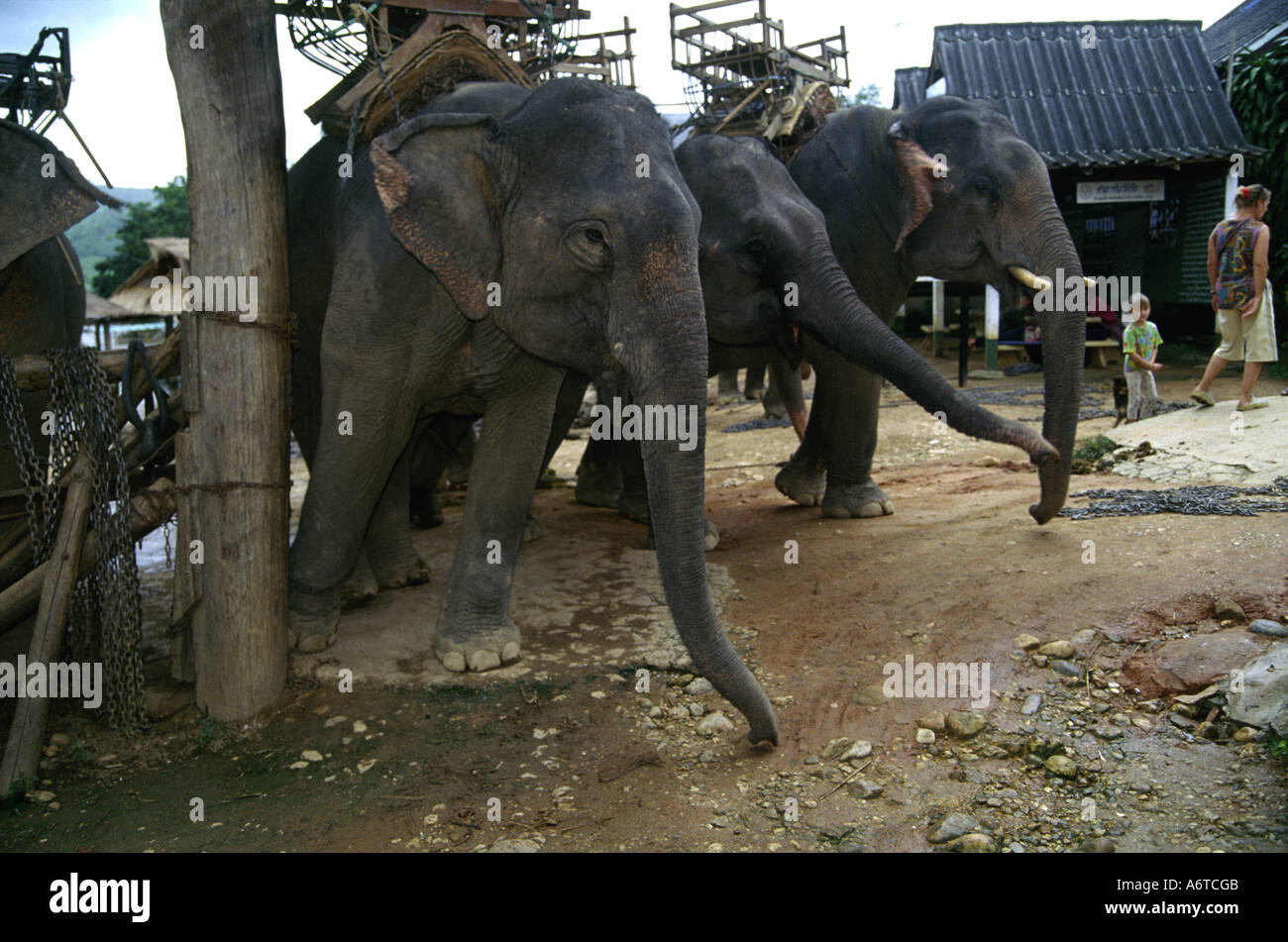 Tethered elephants wait for tourists in Mae Salak village Chiang Rai ...