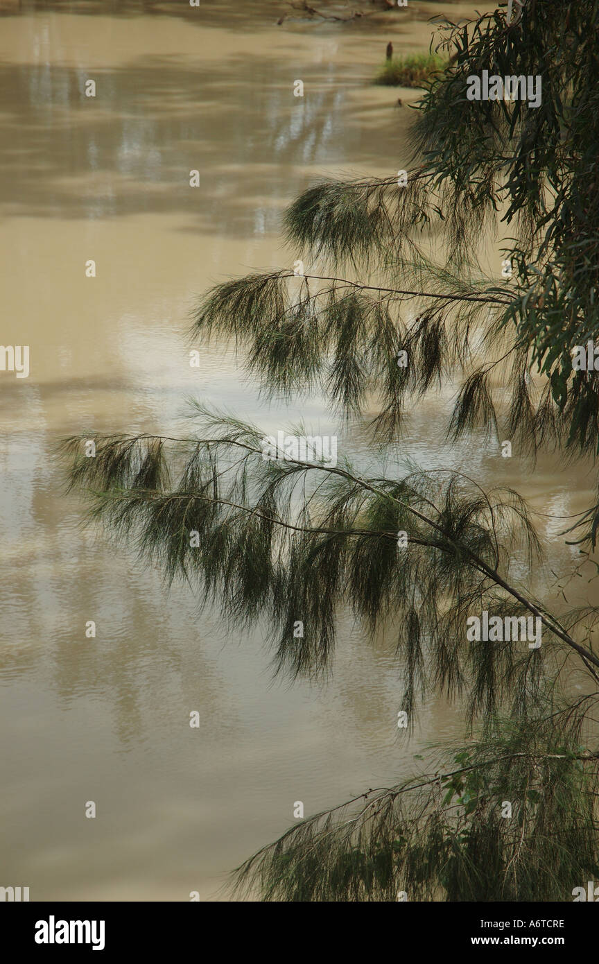 She Oak Casaurina tree overhangs Muddy outback river Queensland ...