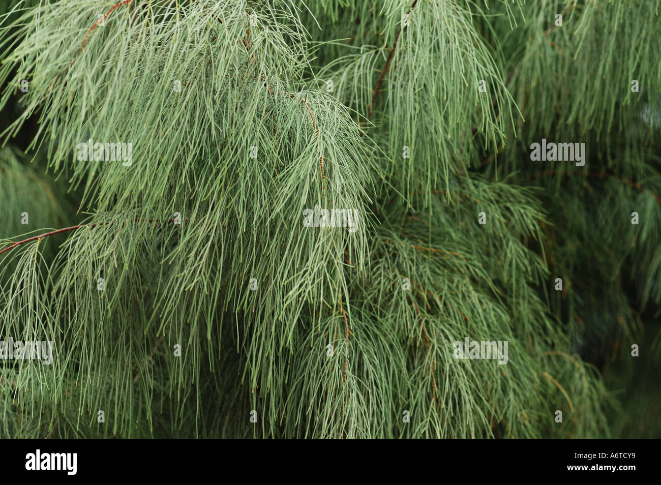 Casuarina cristata Family Casuarinaceae She oak Sheoak Queensland ...