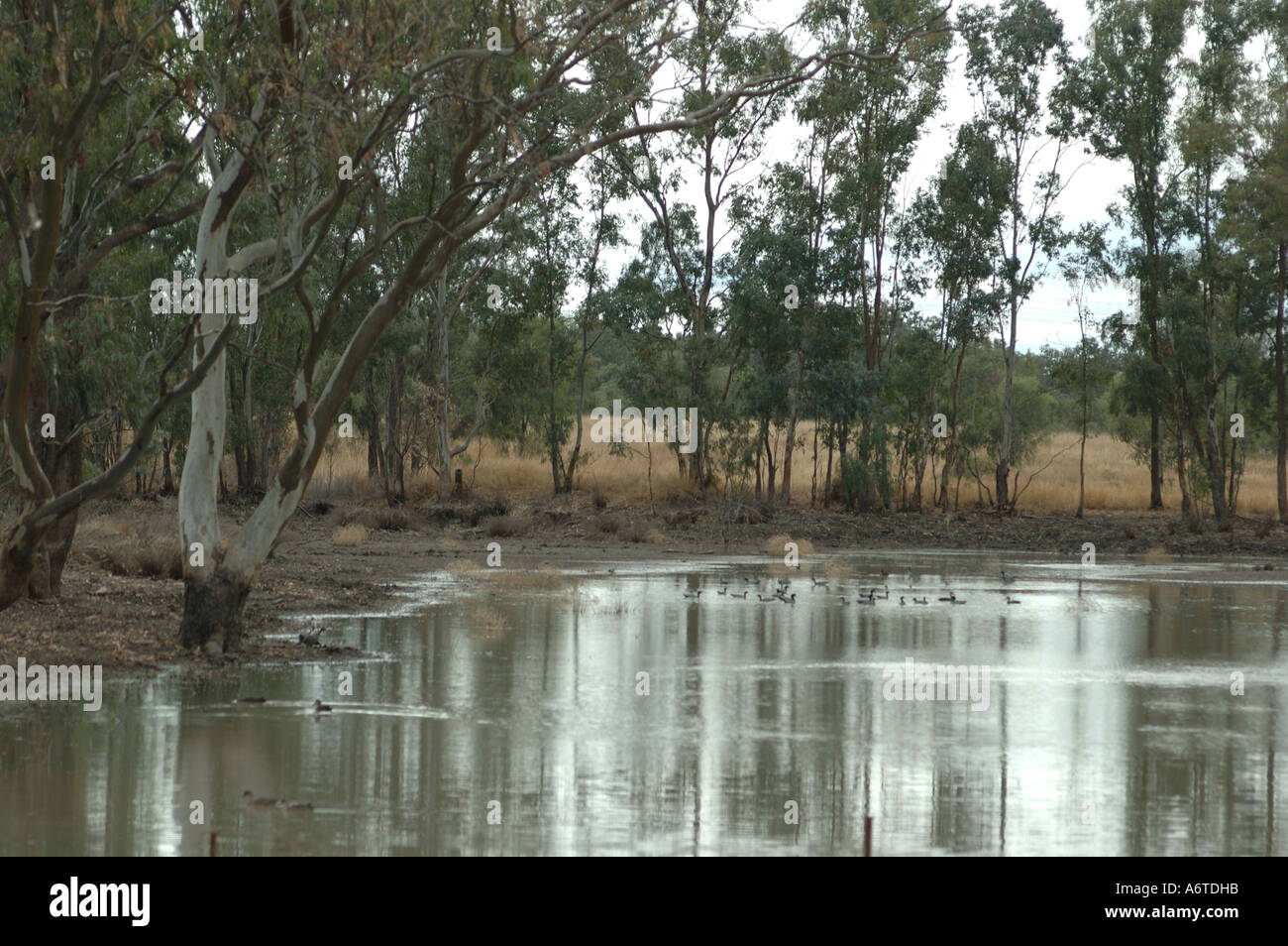 Eucalyptus tree overhangs muddy outback river queensland ...