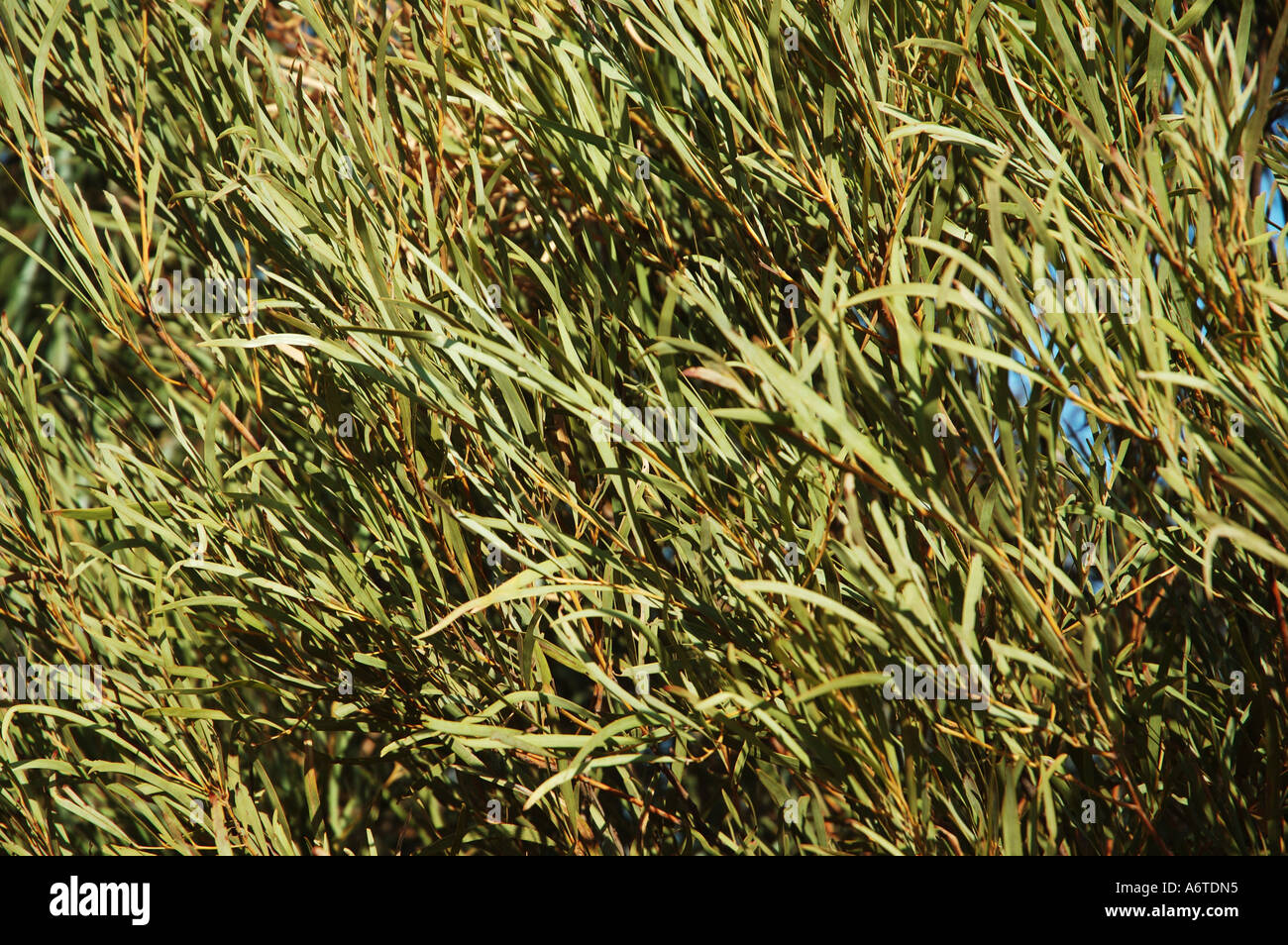 dry area wattle Central Queensland Australia Stock Photo - Alamy