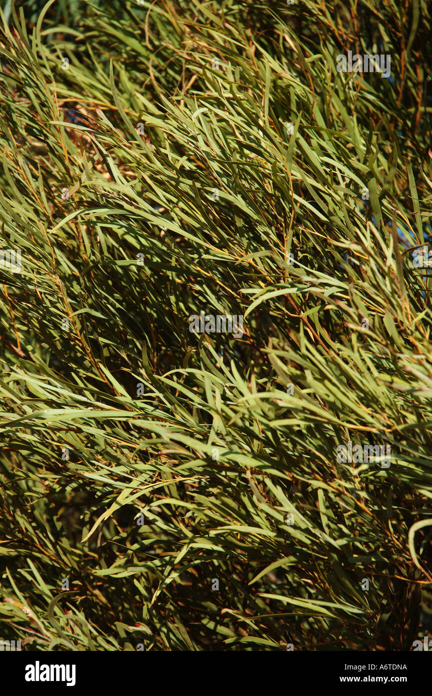 dry area wattle Central Queensland Australia Stock Photo - Alamy