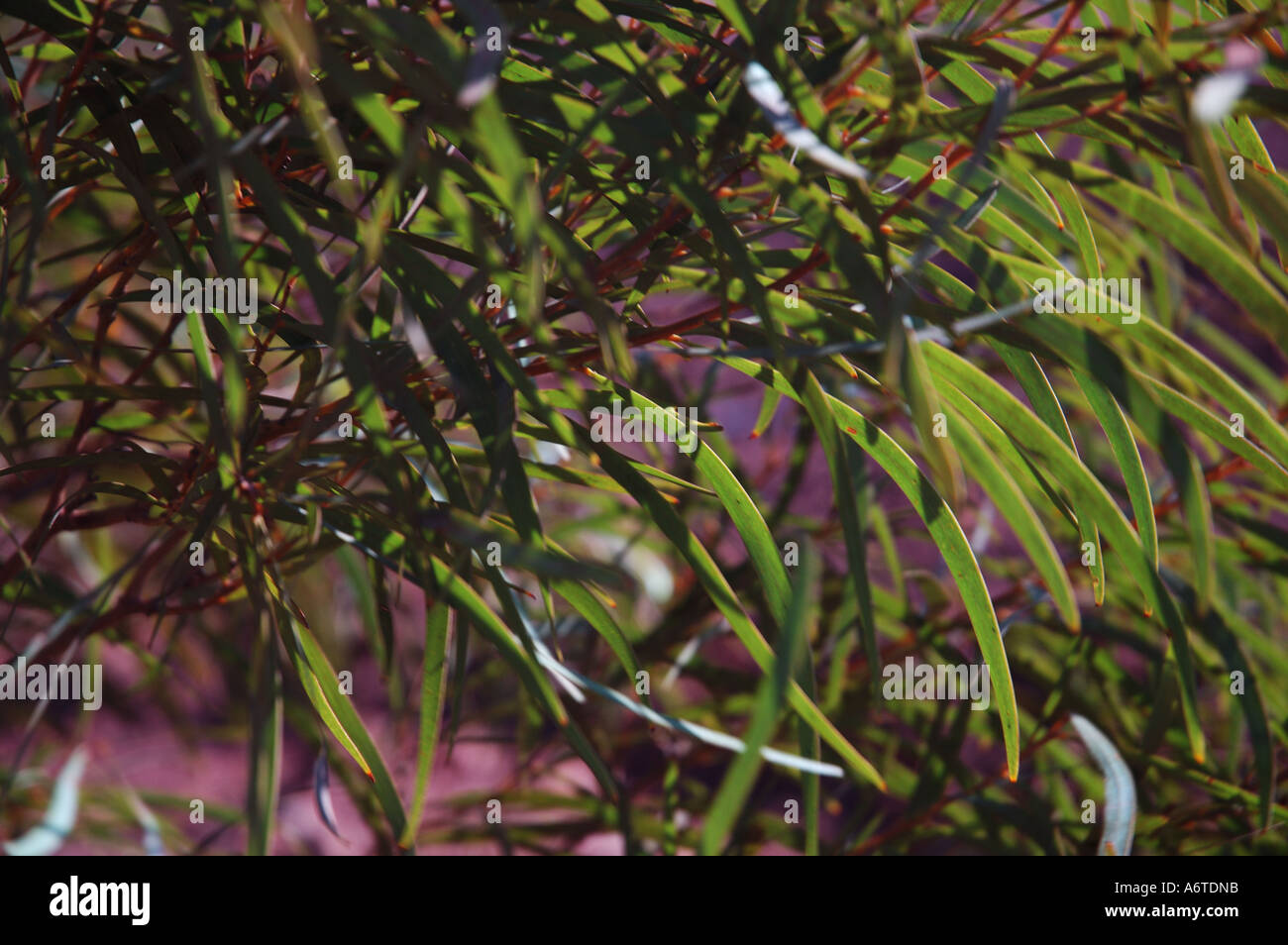 dry area wattle Central Queensland Australia Stock Photo - Alamy