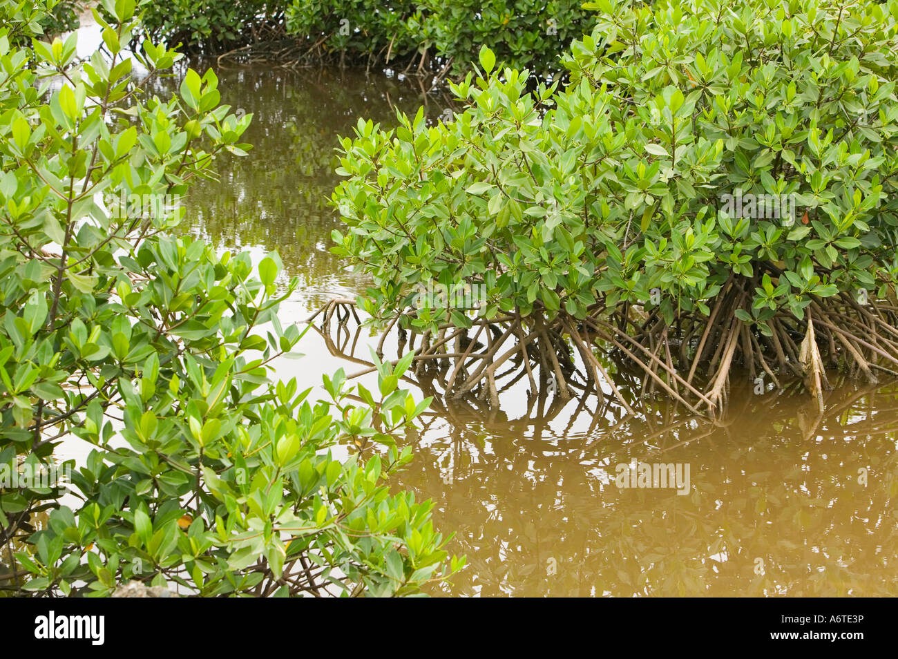 Mangrove swamp on fiji Stock Photo - Alamy