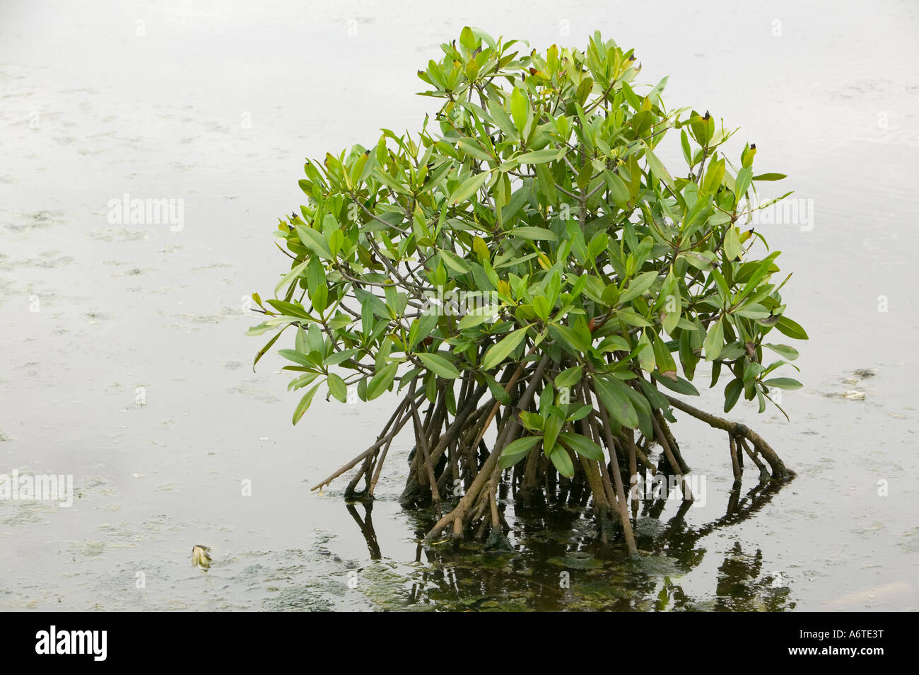 a Mangrove tree on Fiji Stock Photo - Alamy