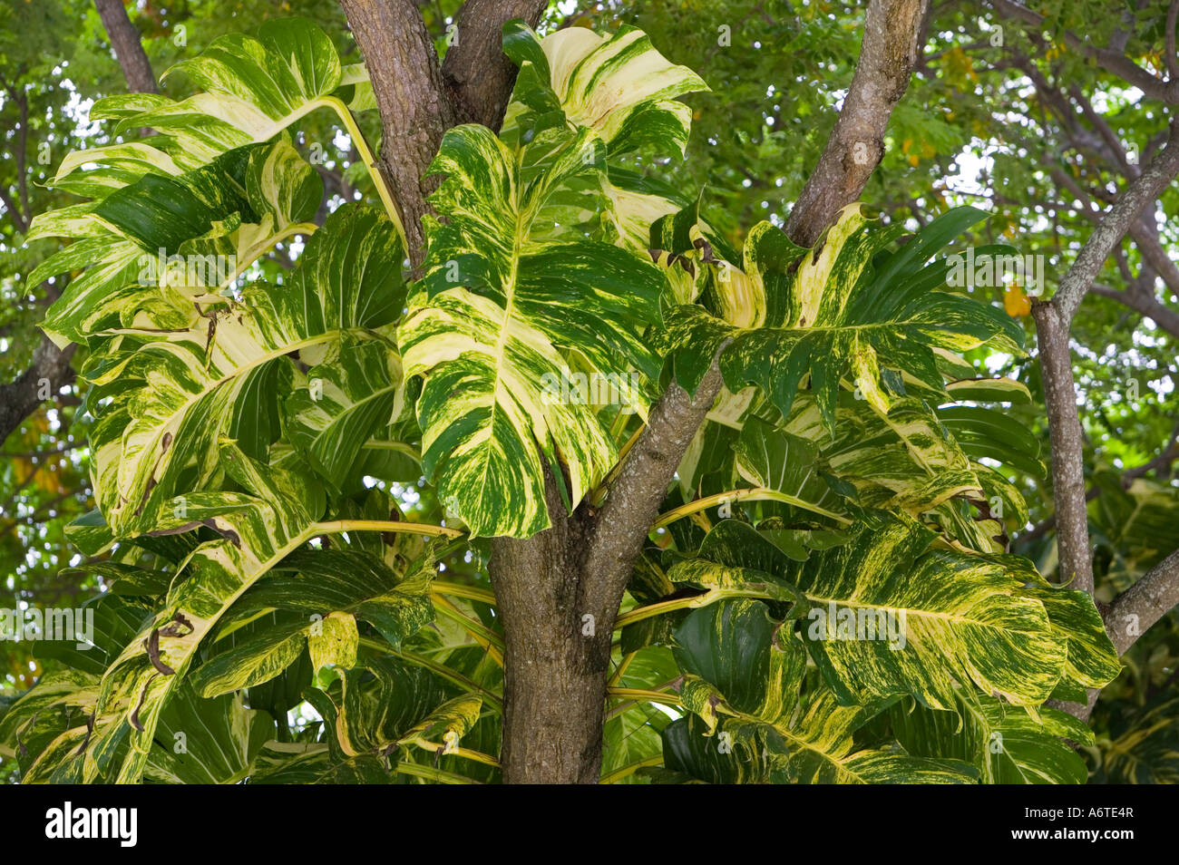 Tropical vegetation on Fiji Stock Photo - Alamy