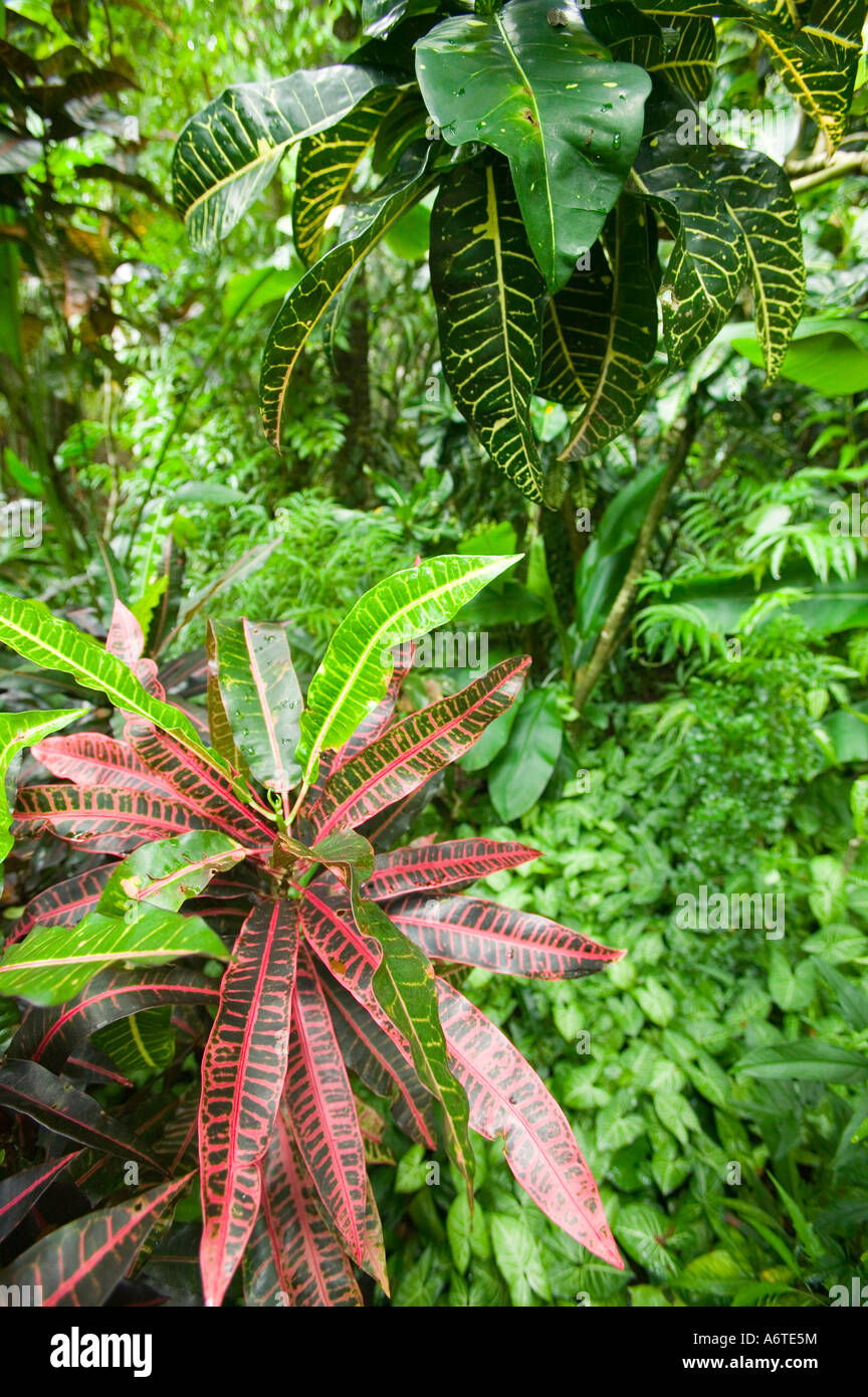 tropical rainforest on Fiji Stock Photo - Alamy