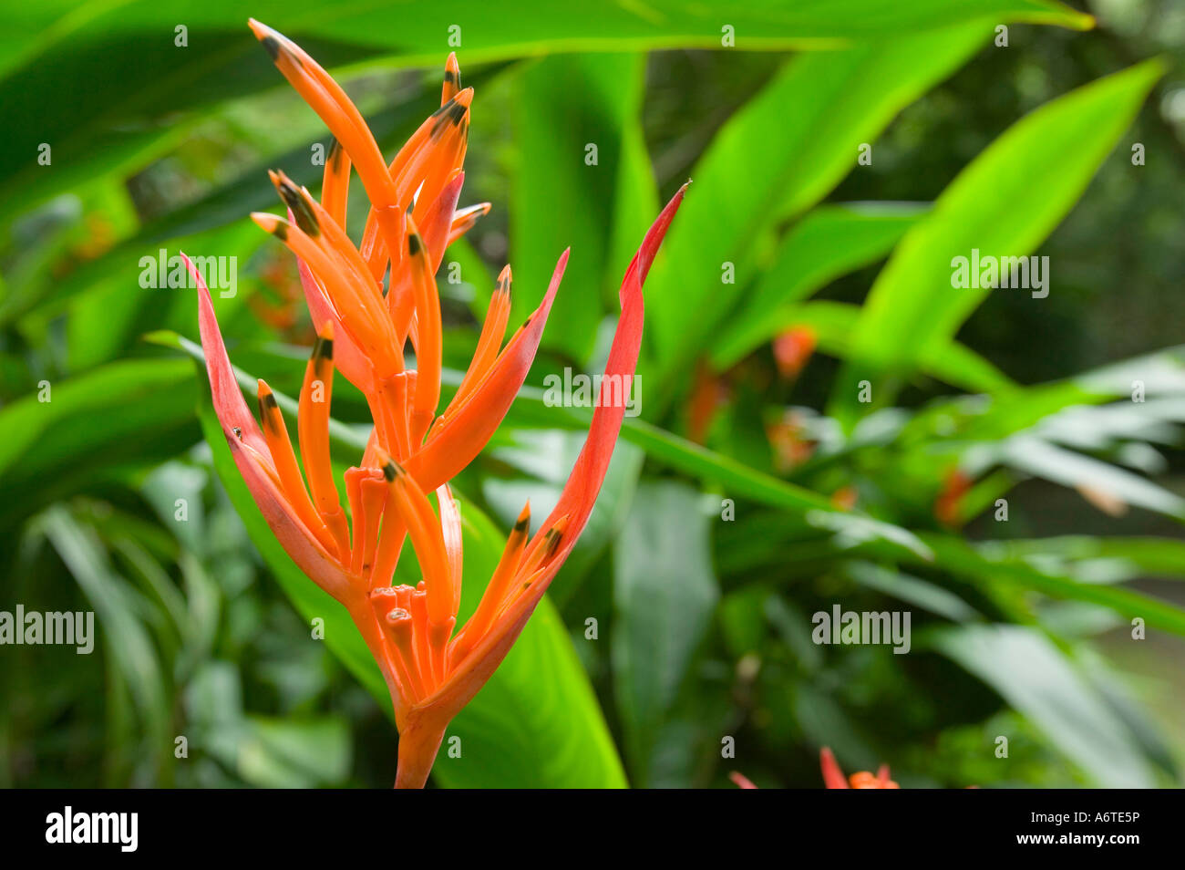 A flower in tropical rainforest on Fiji Stock Photo - Alamy