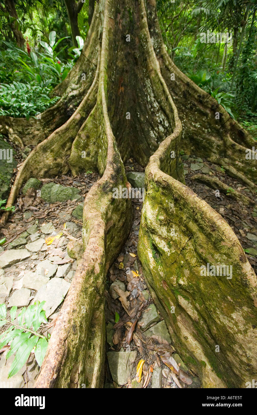 Buttress roots of the Dawa tree in rainforest on Fiji Stock Photo - Alamy