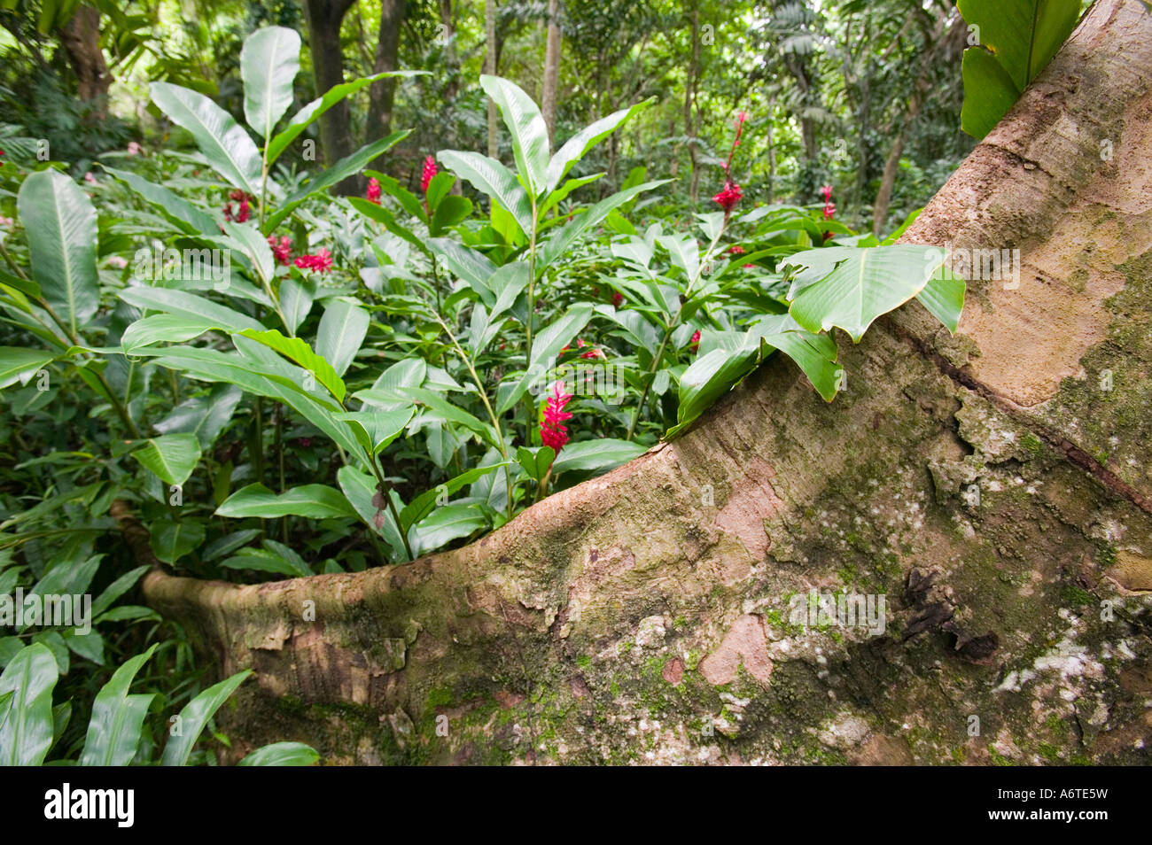 Buttress roots of the Dawa tree in rainforest on Fiji Stock Photo - Alamy