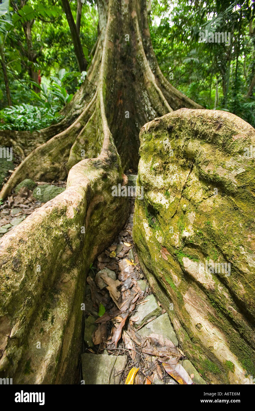 buttress roots on a Dawa tree in Fiji Stock Photo - Alamy