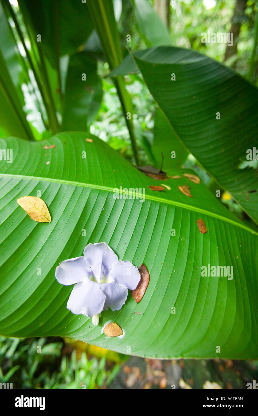 Tropical vegetation on Fiji Stock Photo - Alamy