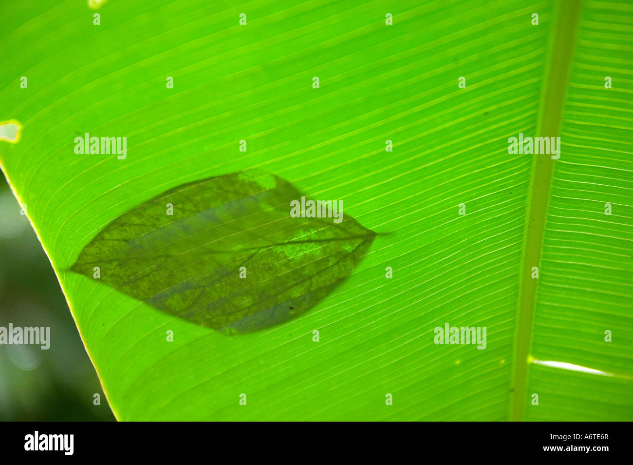 Tropical vegetation on Fiji Stock Photo - Alamy