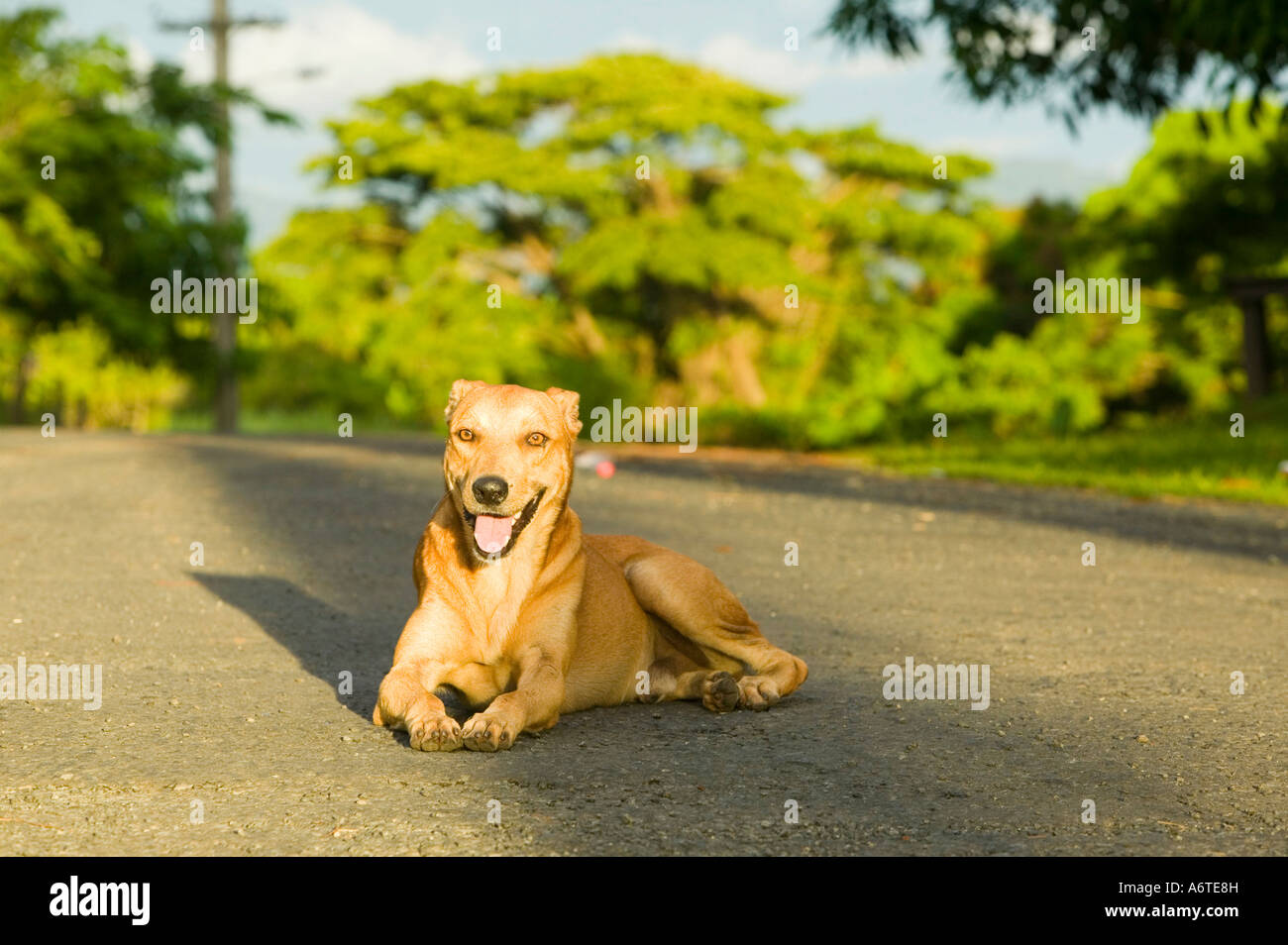 A feral dog lying in the road, Nadi, Fiji Stock Photo - Alamy