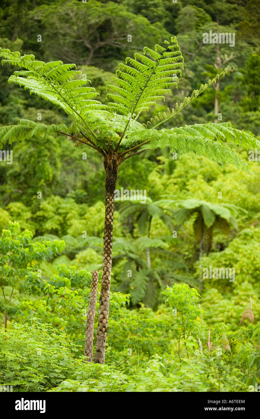 Tree Ferns in Tropical Rainforest on Fiji Stock Photo - Alamy