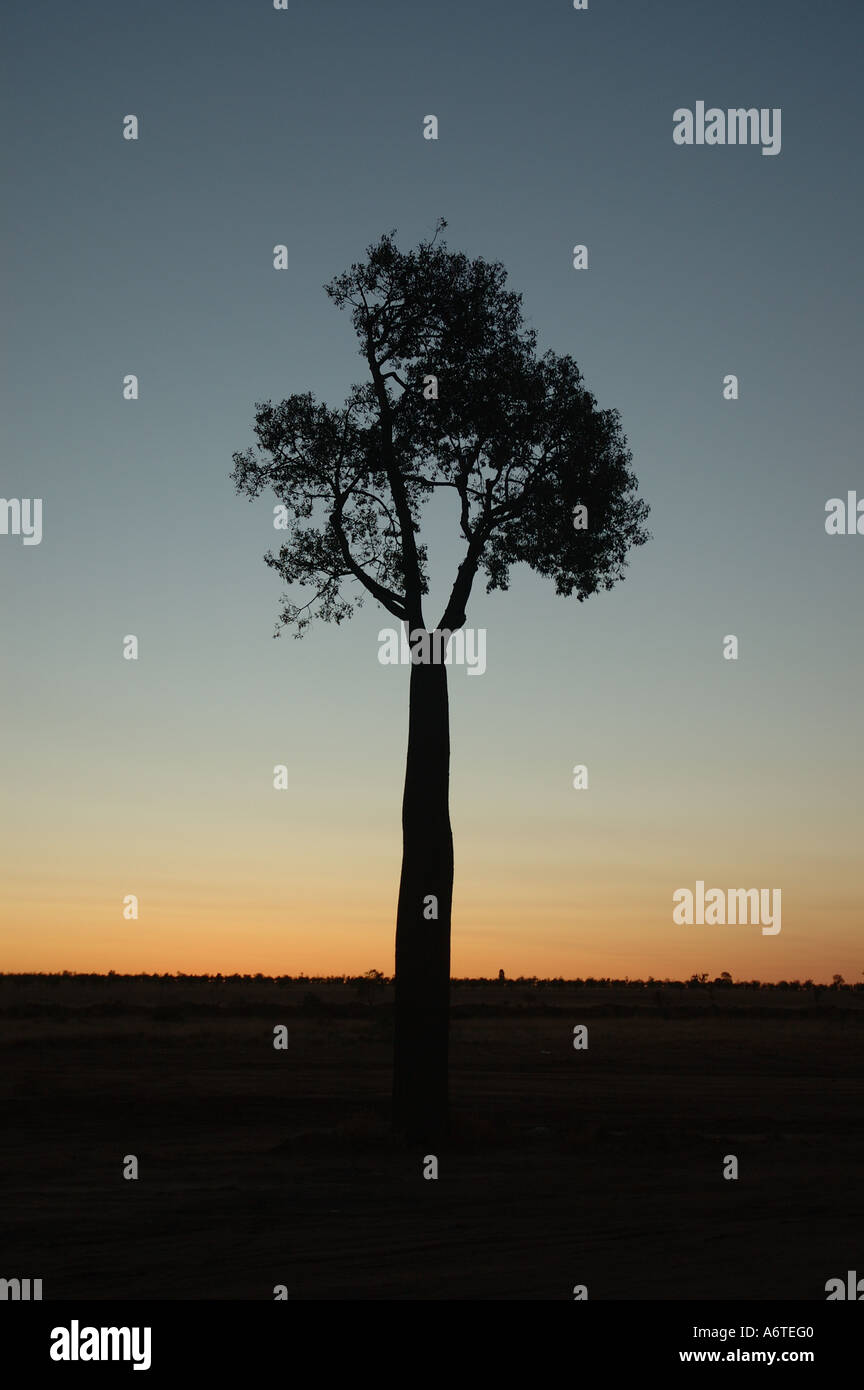 Boab boabab or Australian bottle tree Brachychiton rupestre Central ...