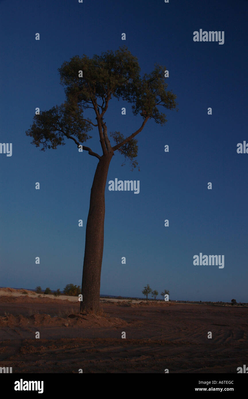 Boab boabab or Australian bottle tree Brachychiton rupestre Central ...