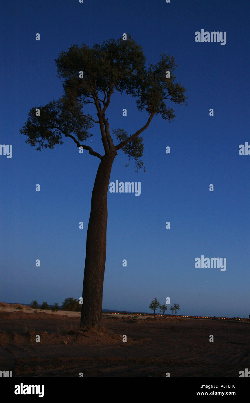 Boab boabab or Australian bottle tree Brachychiton rupestre Central ...