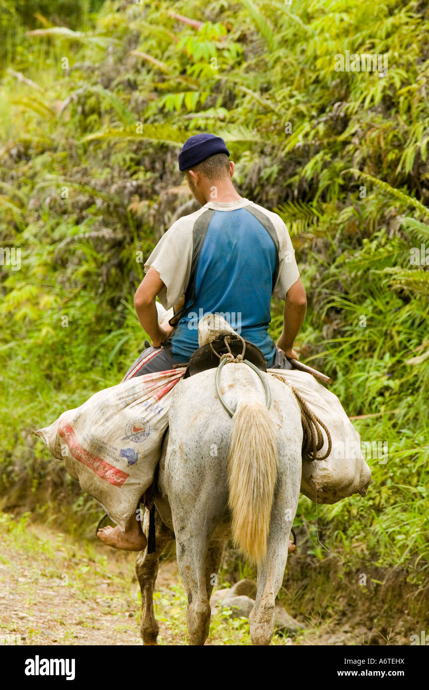 A man rides his horse along a track through Tropical rainforest in the ...