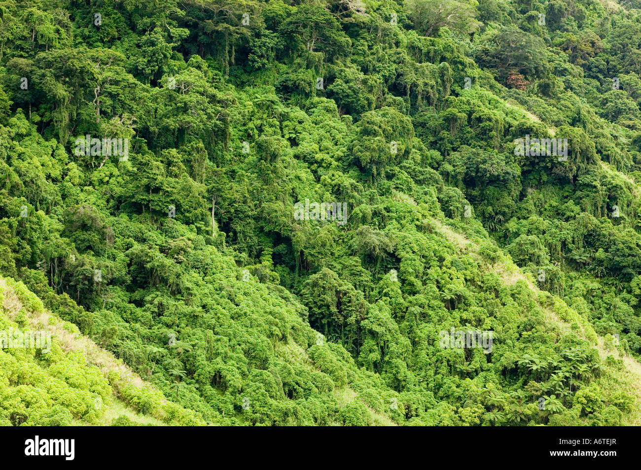 Fiji Rainforest High Resolution Stock Photography and Images - Alamy
